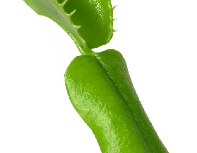 Venus Fly Trap Care - Everything You Need To Know
