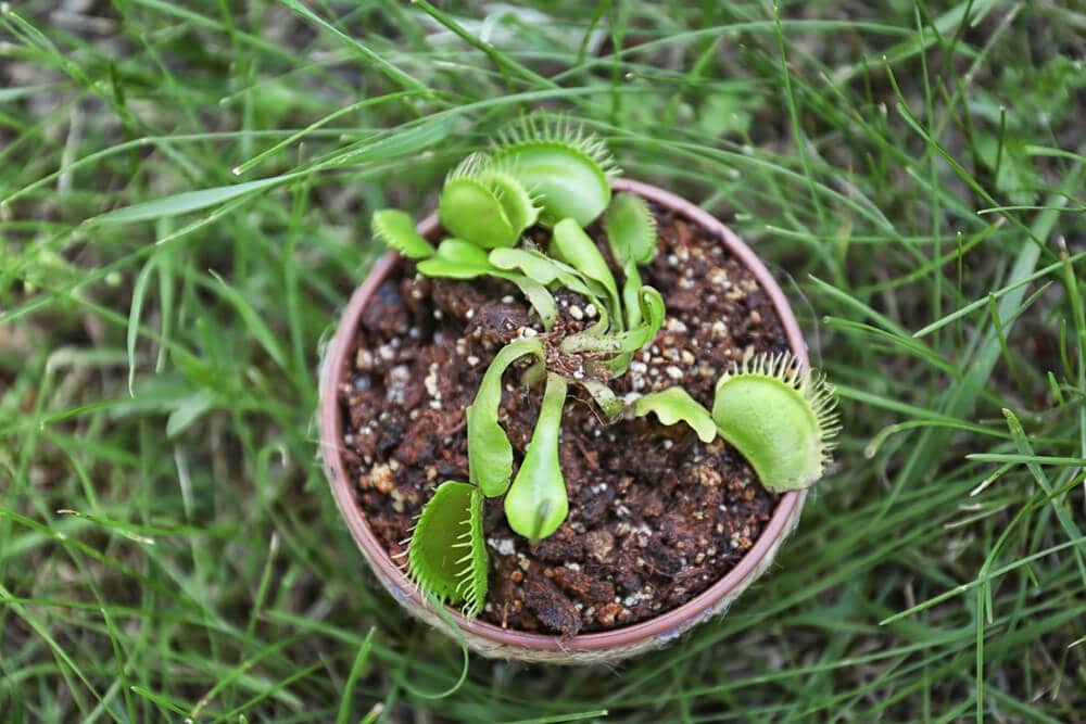 Venus Fly Trap Care - Everything You Need To Know
