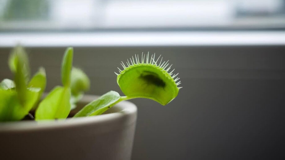 Venus Fly Trap Care - Everything You Need To Know