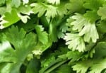How to Grow Cilantro Organically | Planet Natural