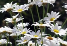 How to Grow Daisies Organically | Planet Natural