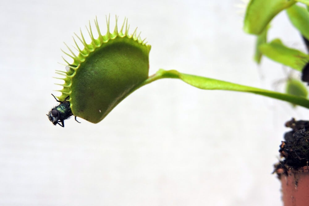 Venus Fly Trap Care - Everything You Need To Know