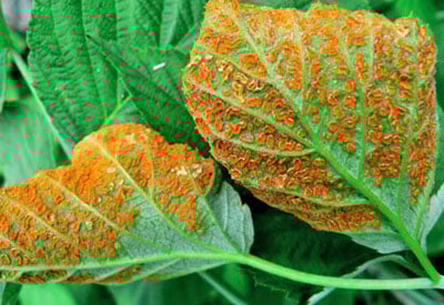 Rust Treatment & Control | Planet Natural