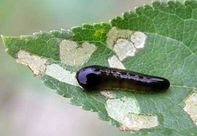 How to Get Rid of Sawflies | Planet Natural