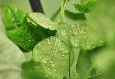 How to Control Whiteflies | Planet Natural
