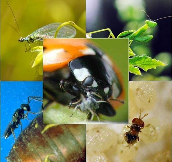 Beneficial Insect Pack - Free Shipping | Planet Natural