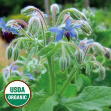 How to Plant, Grow and Care for Borage in the Garden Easily