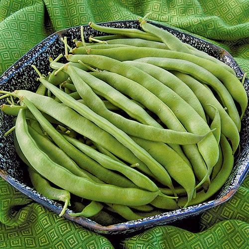 Bountiful Bush Bean Seeds | Planet Natural