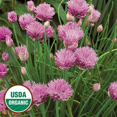 Organic Chive Seeds | Planet Natural