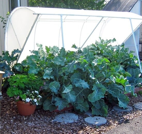 Solexx Cold Frame - Free Shipping | Planet Natural