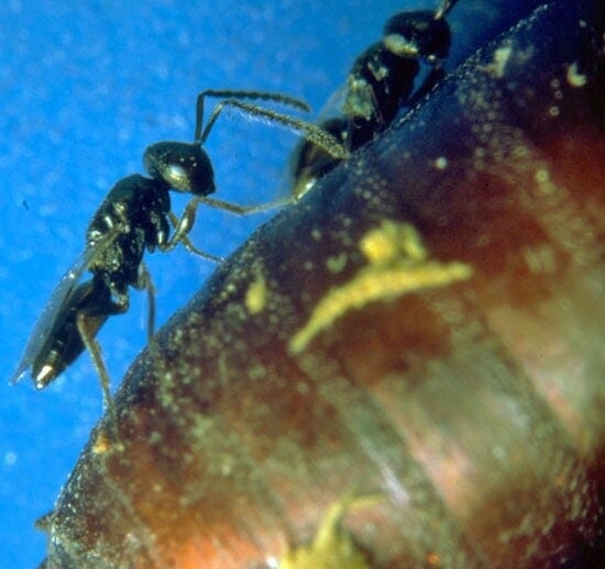 Biological Fly Control (Fly Predators) | Planet Natural