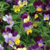 Johnny Jump-Up Seeds | Planet Natural