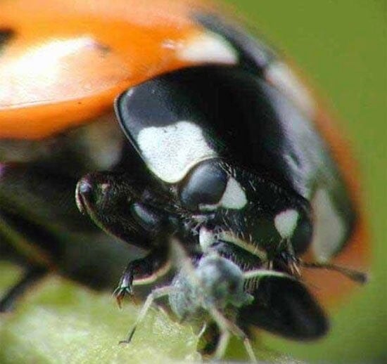 How to Use and Release Ladybugs | Planet Natural