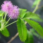 Sensitive Plant Seeds (Non-GMO) | Planet Natural