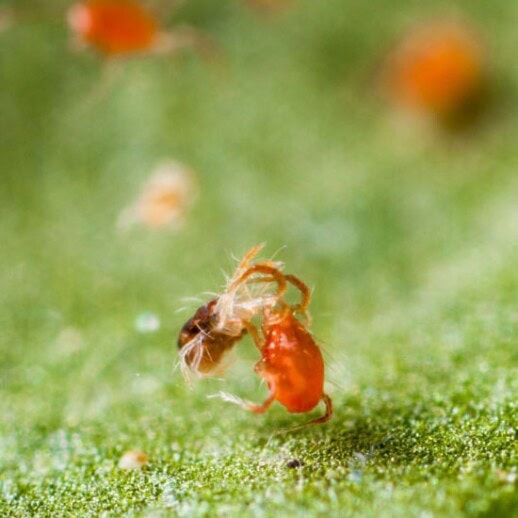 Predatory Mites – Free Shipping | Planet Natural