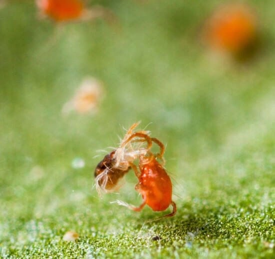 Predatory Mites – Free Shipping | Planet Natural