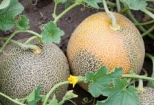 Melon Problems: Prevention and Treatment | Planet Natural