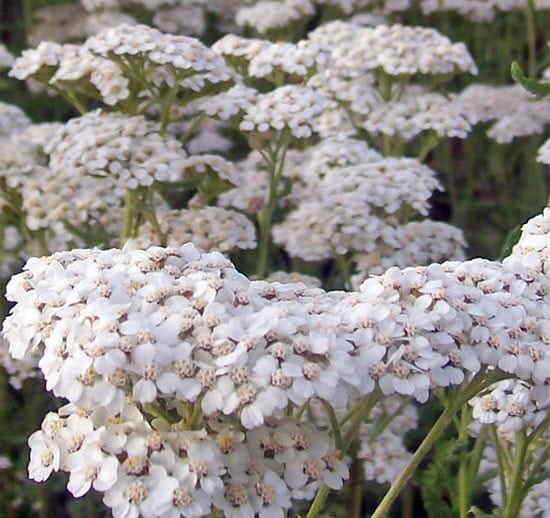 Western Yarrow Seeds by Native Ideals (1-pkt) | Planet Natural