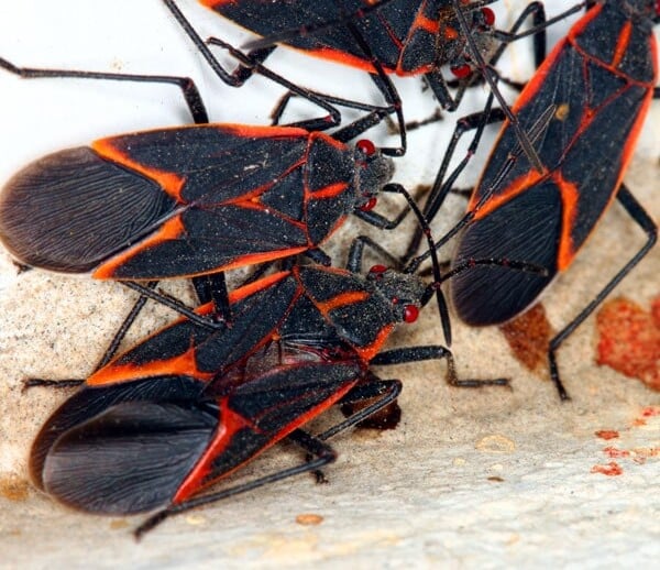 Boxelder Bug: How to Identify and Get Rid of Boxelder Bugs