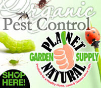How to Get Rid of Mealybugs | Planet Natural