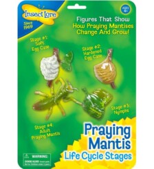Praying Mantis Life Cycle Stages by Insect Lore | Planet Natural