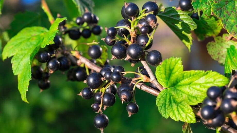 Everything You Need to Know About Black Currant | Planet Natural