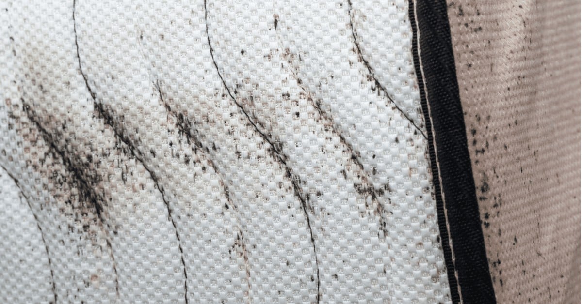 Bed Bugs Eggs On Mattress