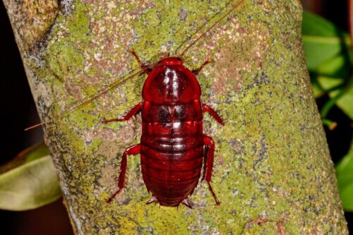 Palmetto Bug Or Cockroach: Differences & How to Kill Them