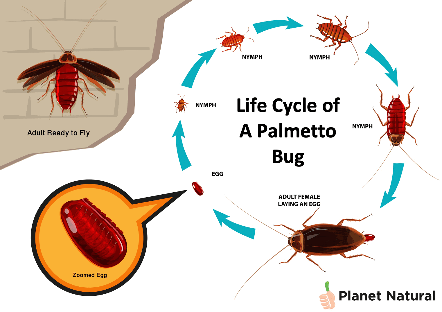 Palmetto Bug Or Cockroach: Differences & How to Kill Them