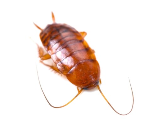 Palmetto Bug Or Cockroach: Differences & How to Kill Them