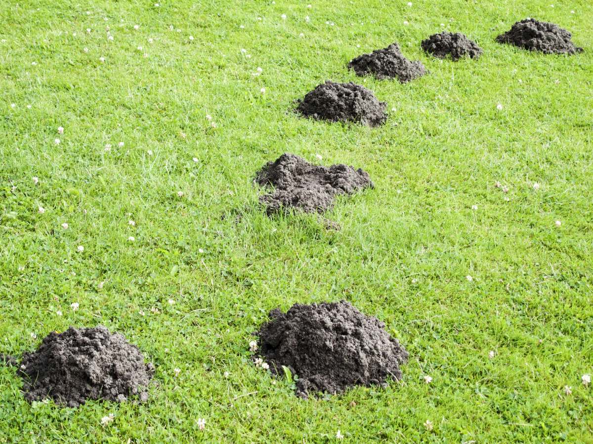 How to Get Rid of Moles in Your Yard Easily (Top 9 Methods)