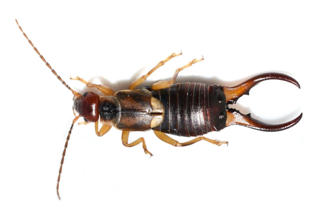 What is an Earwig and How to Get Rid of Them Effectively - Planet Natural