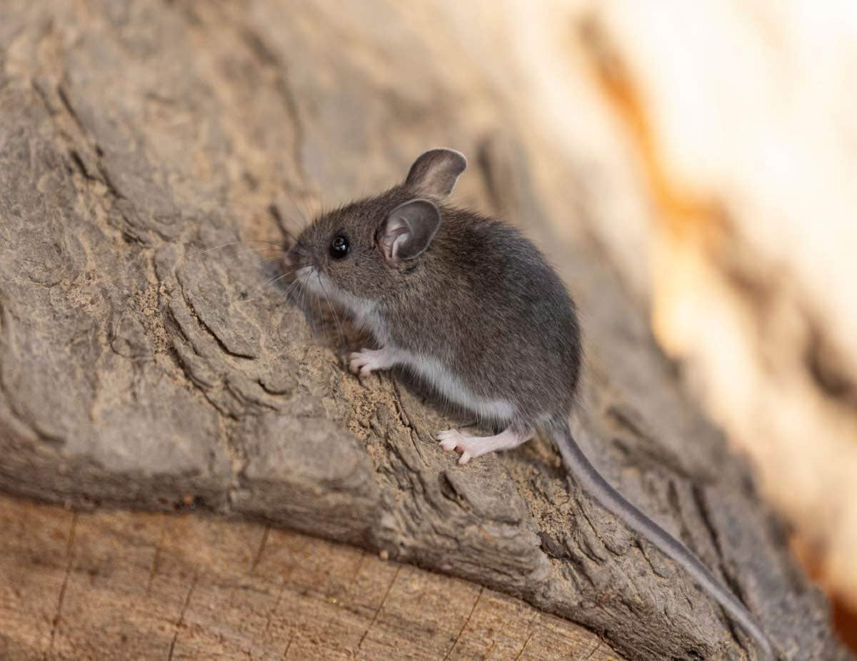 How to Get Rid of Mice In Your Home - Step by Step | Planet Natural