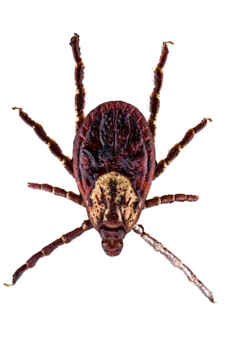 Tick Control: How to Get Rid of Ticks in Your Yard