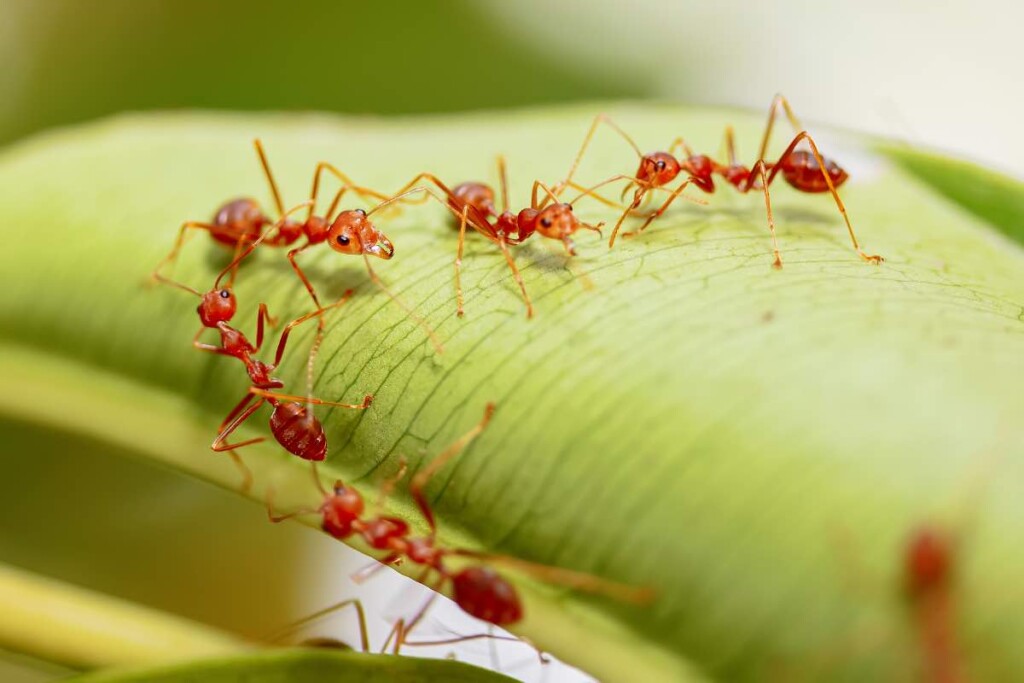 How to Get Rid of Ants (Methods That Actually Work)
