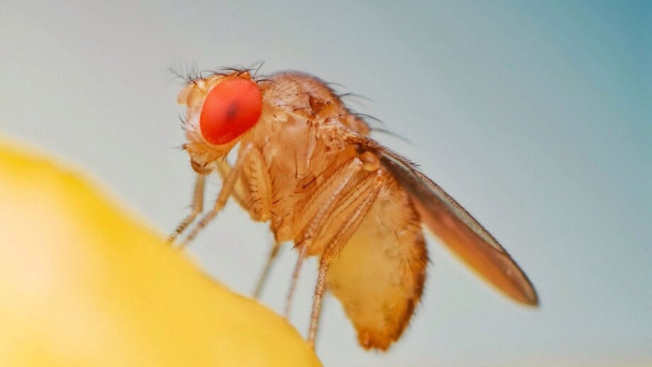 How to Get Rid of Fruit Flies: Simple and Effective Methods