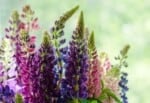 Complete Guide to Plant, Grow and Care for Lupine Flowers