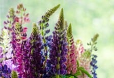 Complete Guide to Plant, Grow and Care for Lupine Flowers