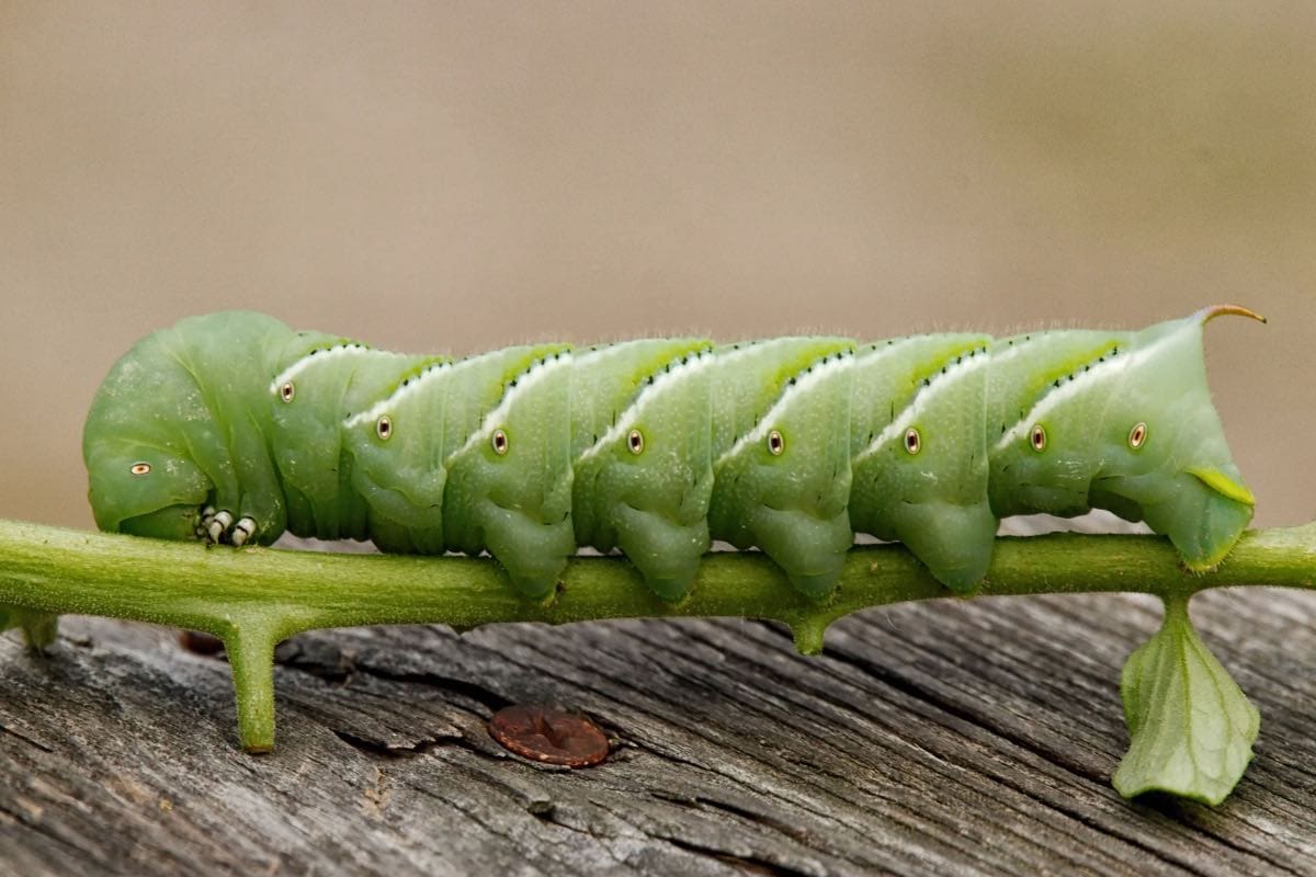 Tomato Hornworms: What Are They and How to Get Rid of Them
