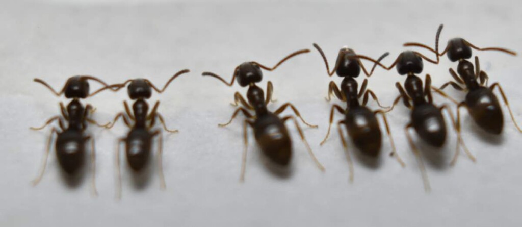 Sugar Ants Explained (with Photos) + DIY Removal Instructions