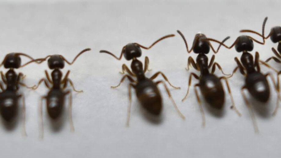Sugar Ants Explained (with Photos) + DIY Removal Instructions