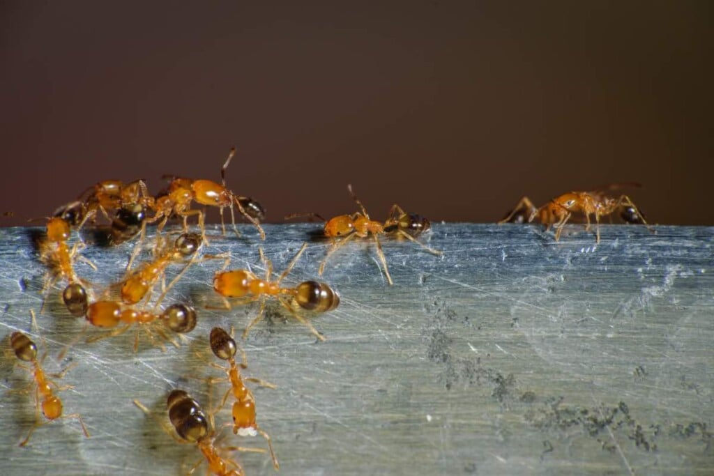 Sugar Ants Explained (with Photos) + DIY Removal Instructions