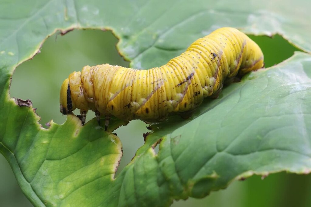 Tomato Hornworms: What Are They and How to Get Rid of Them