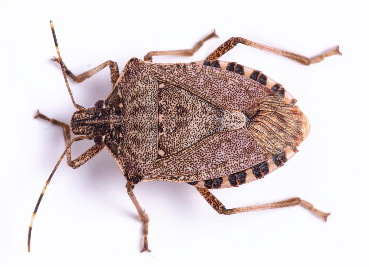 How to Identify and Get Rid of Stink Bugs (BMSB)