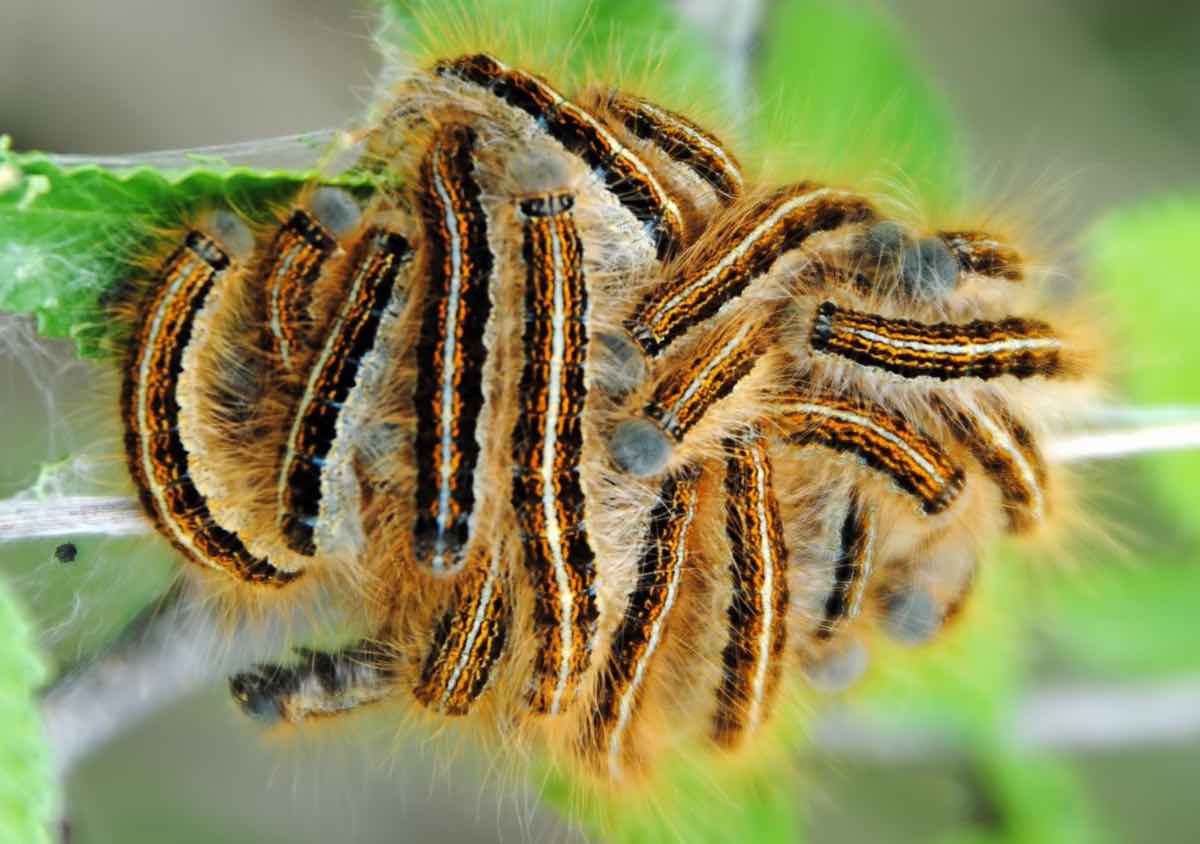 How to Get Rid of Spongy Moths (Formerly Gypsy Moths)