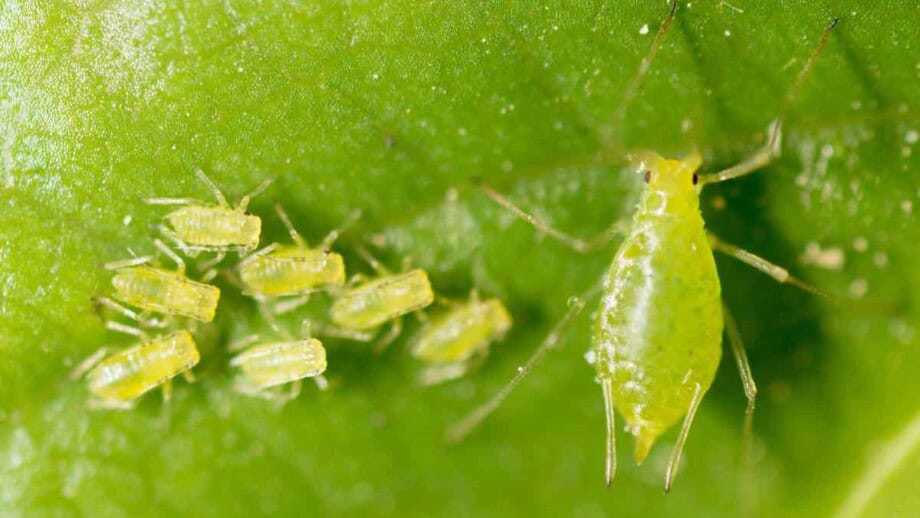 Aphid Control: How to Get Rid of Aphids Effectively at Home