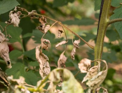 How to Get Rid of Russet Mites (Complete Gardener's Guide)
