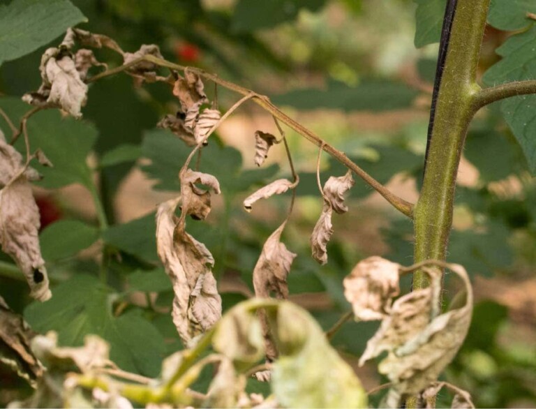 How to Get Rid of Russet Mites (Complete Gardener's Guide)