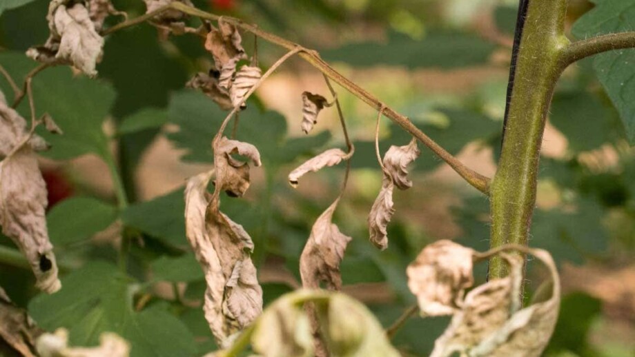 How to Get Rid of Russet Mites (Complete Gardener's Guide)