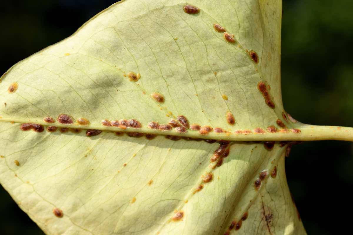 How to Get Rid of Scale on Plants For Good in 5 Simple Steps